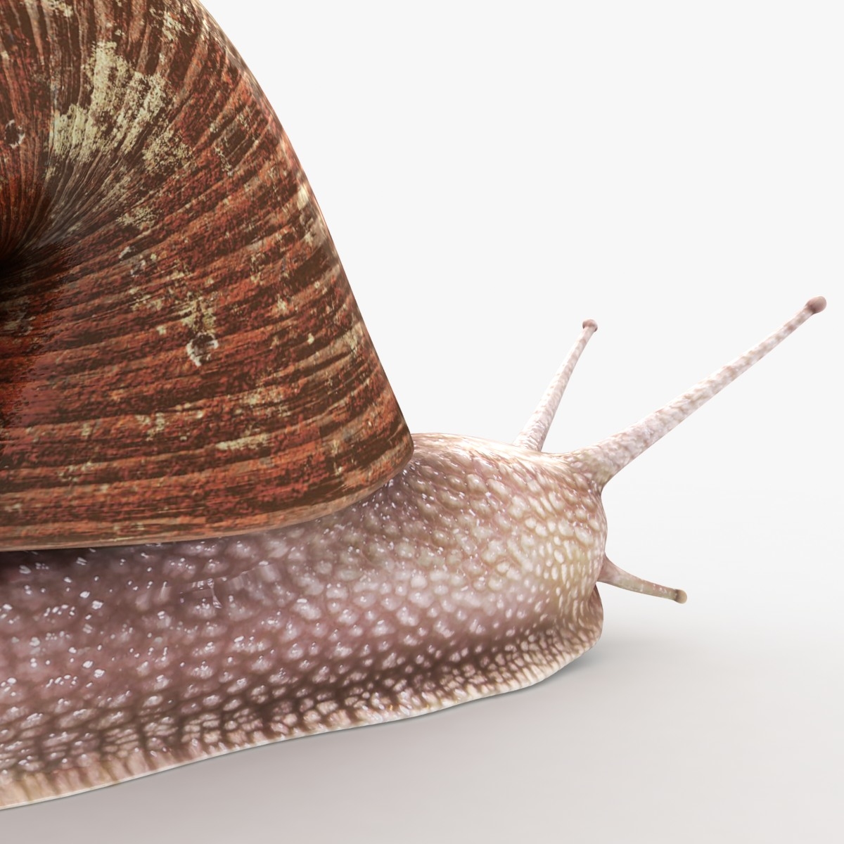 3d model snail