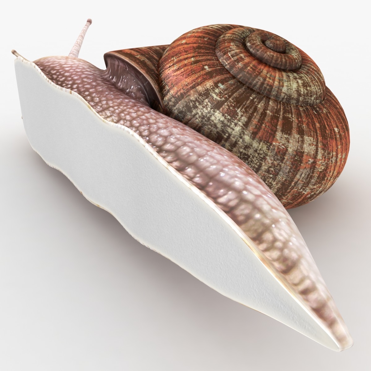 3d model snail