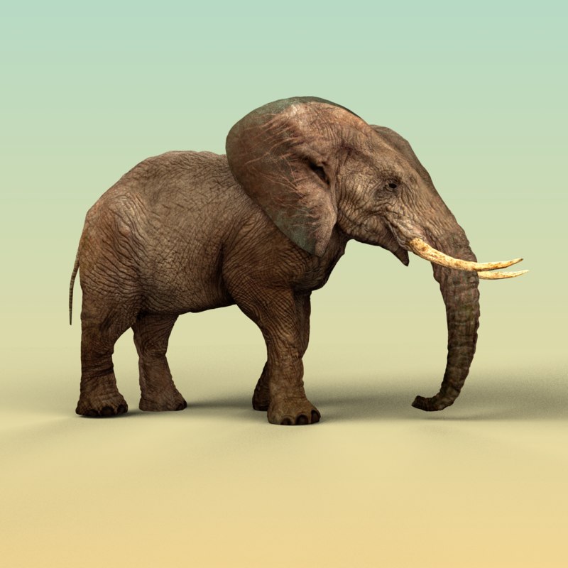 3D model african elephant - TurboSquid 1253200