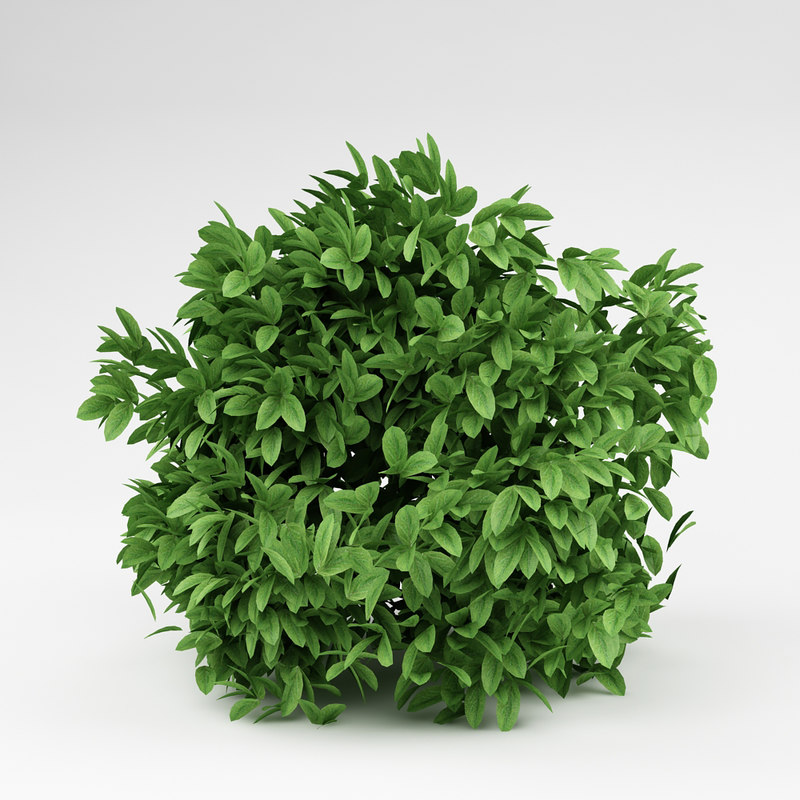 3d model bush