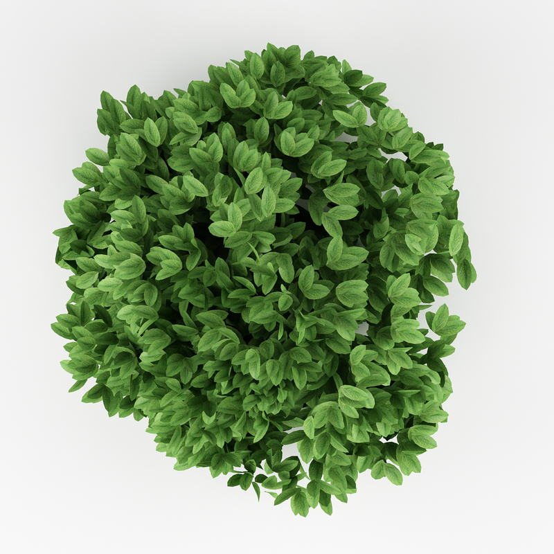 3d model bush