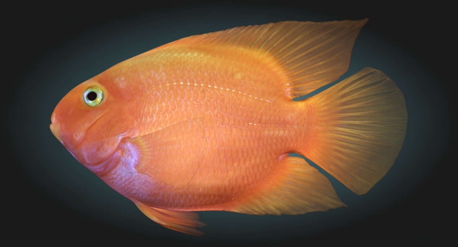 blood parrot cichlid scanline 3d model