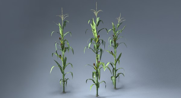 corn farm field 3d max