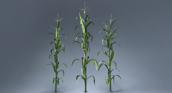corn farm field 3d max