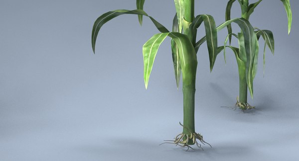 corn farm field 3d max