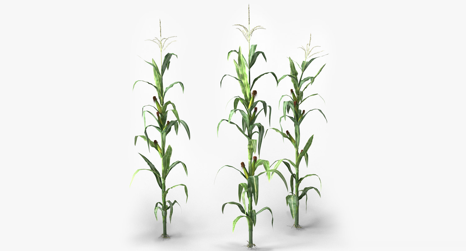 corn farm field 3d max
