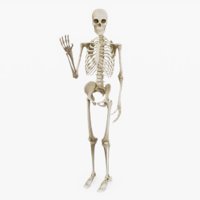 Human Skeleton STL Models for Download | TurboSquid