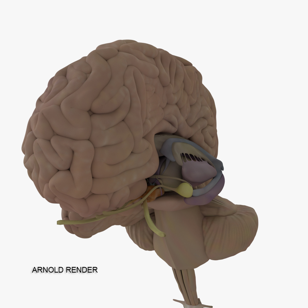 3d human brain model