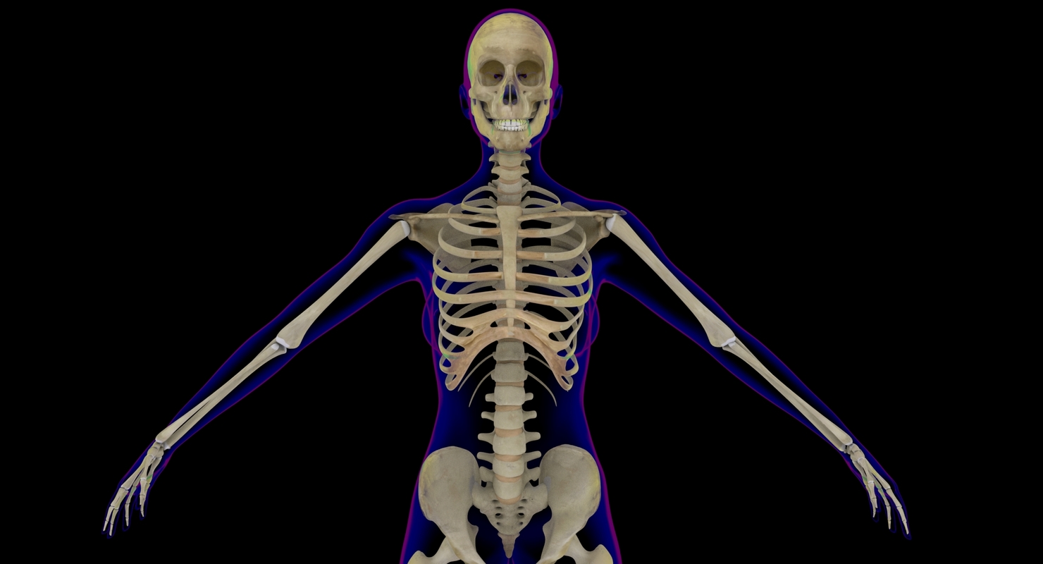 3d x-ray skeleton female rigged