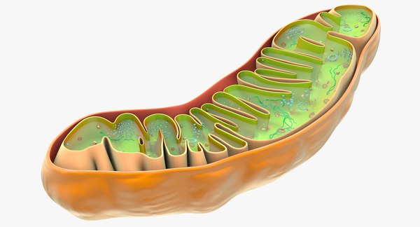Mitochondria dna ribosomes model - TurboSquid 1194922