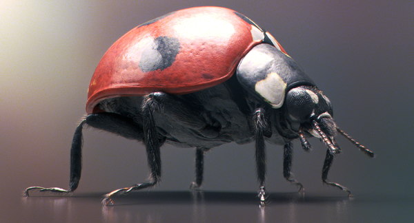 3D ladybug real realistic | 1146649 | TurboSquid