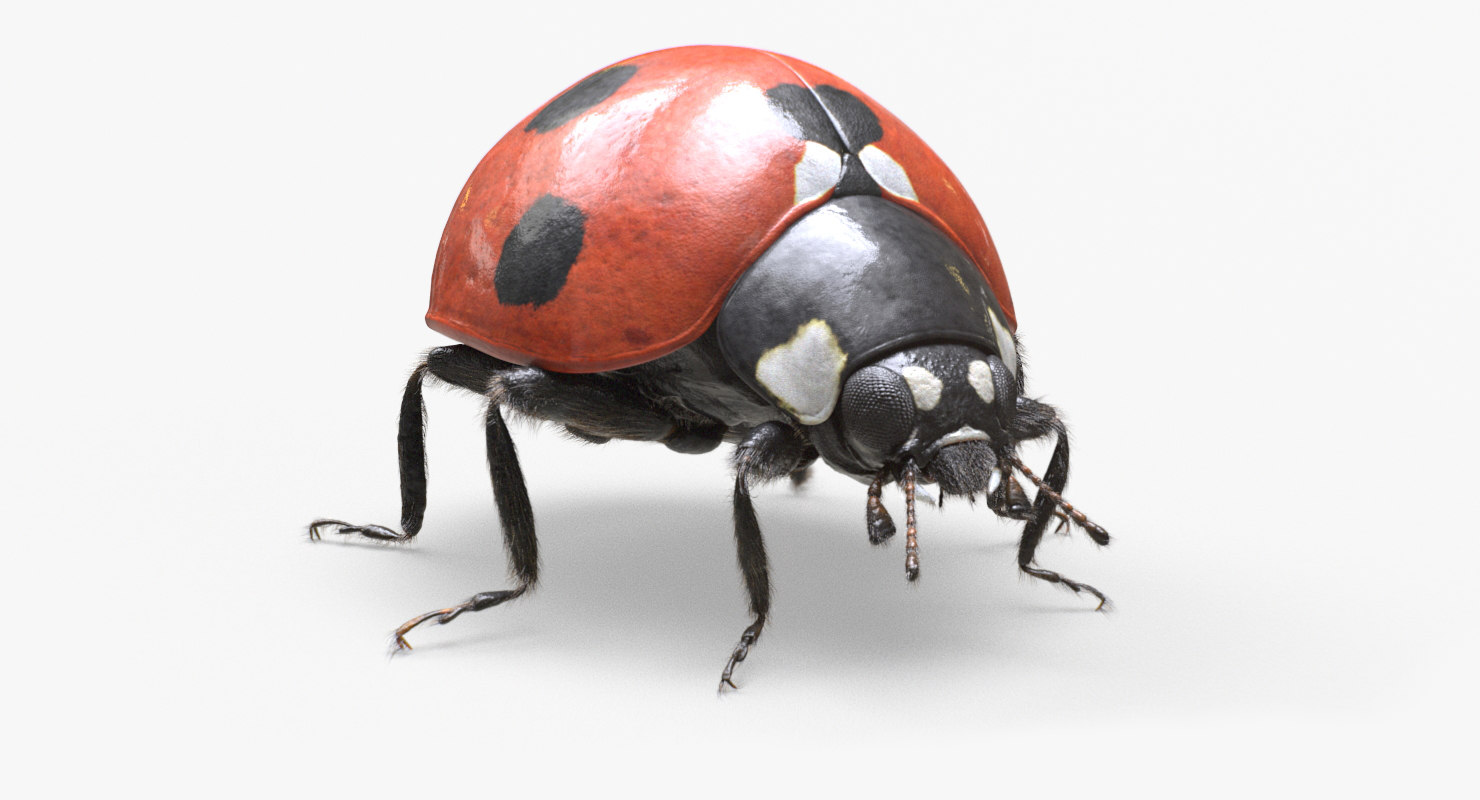 3D ladybug real realistic | 1146649 | TurboSquid