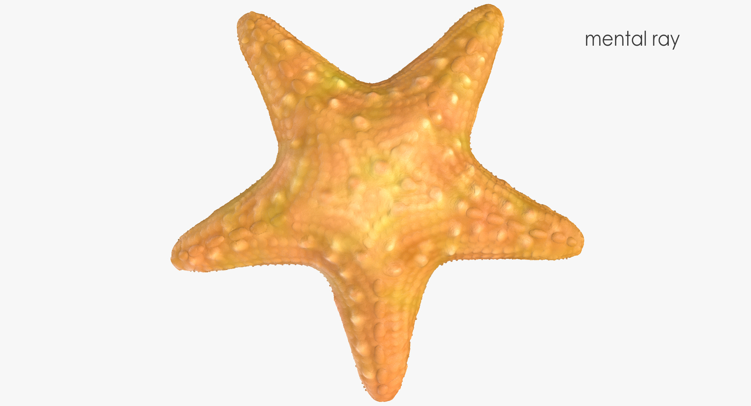 starfish star fish 3d model