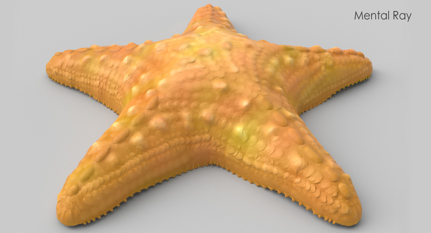 starfish star fish 3d model