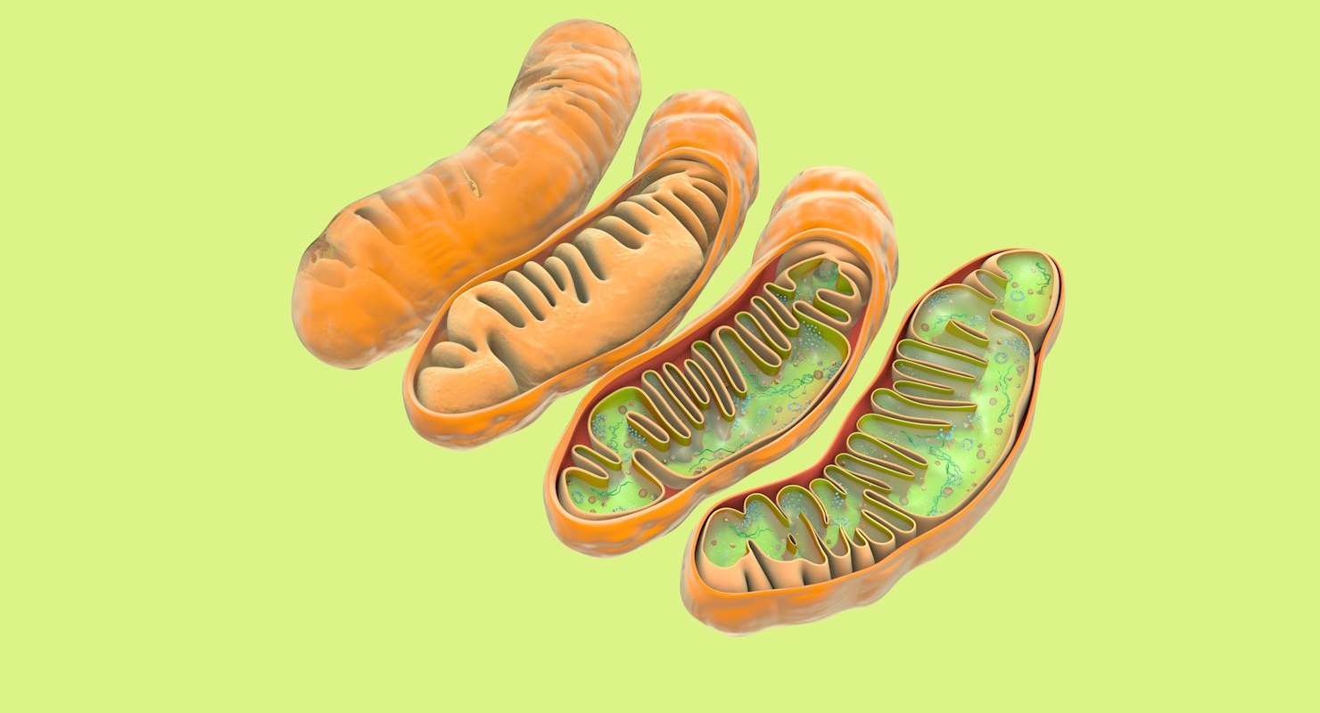 modelo 3d Mitocondrias - TurboSquid 1194922