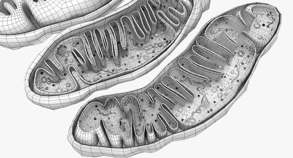 Mitochondria dna ribosomes model - TurboSquid 1194922