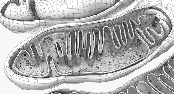 Mitochondria dna ribosomes model - TurboSquid 1194922