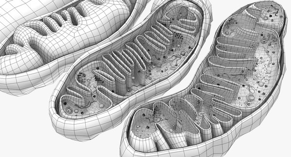 Mitochondria dna ribosomes model - TurboSquid 1194922