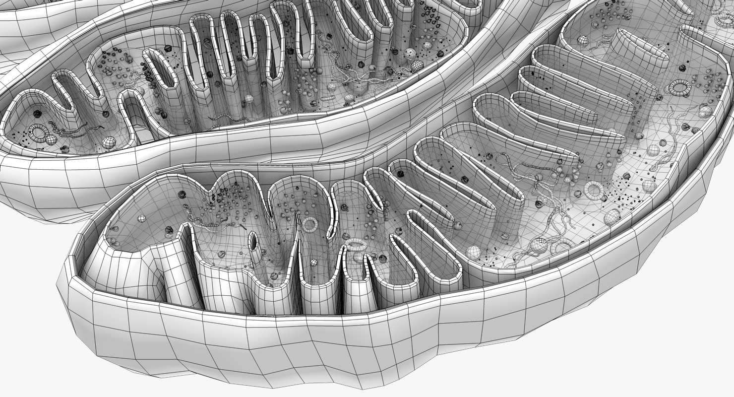Mitochondria dna ribosomes model - TurboSquid 1194922
