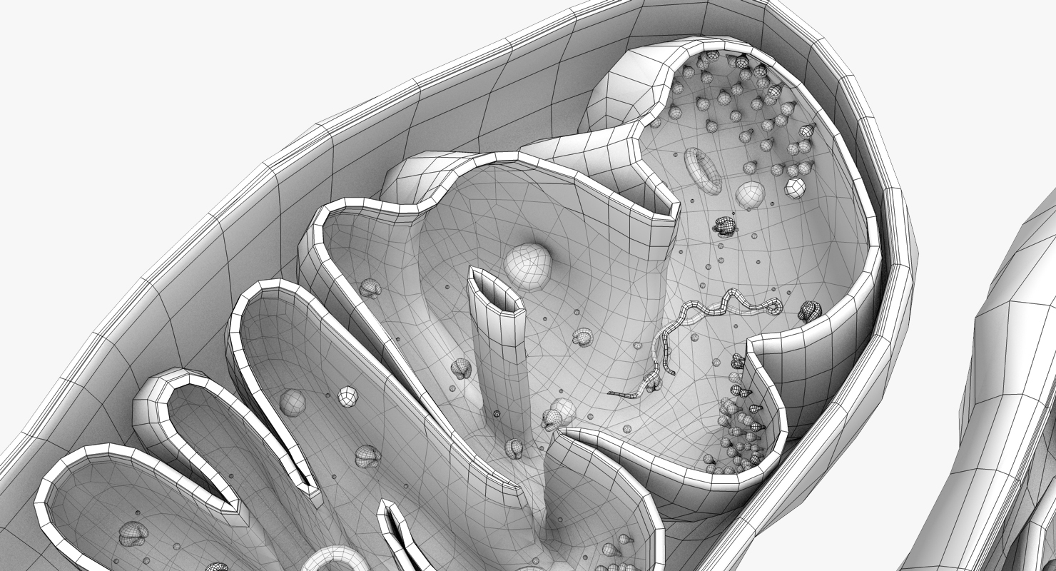 Mitochondria dna ribosomes model - TurboSquid 1194922