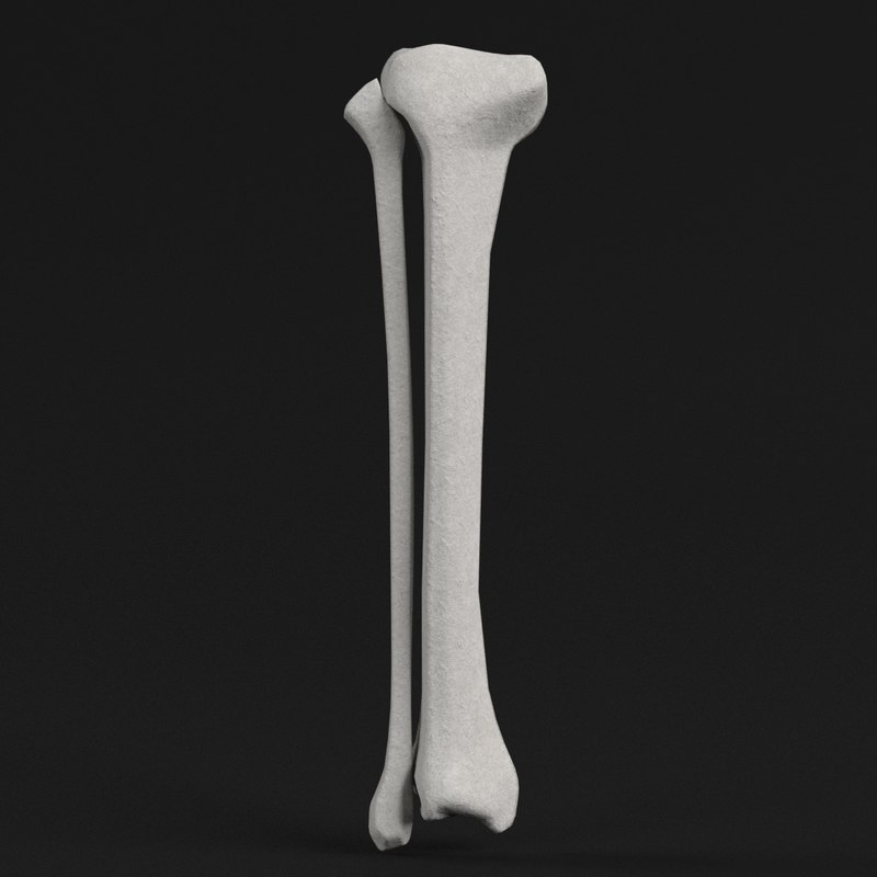Tibia fibula 3D model - TurboSquid 1174816