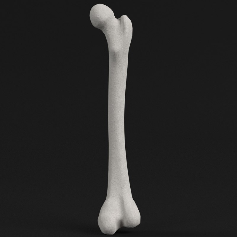 Human femur 2 3D model - TurboSquid 1174531