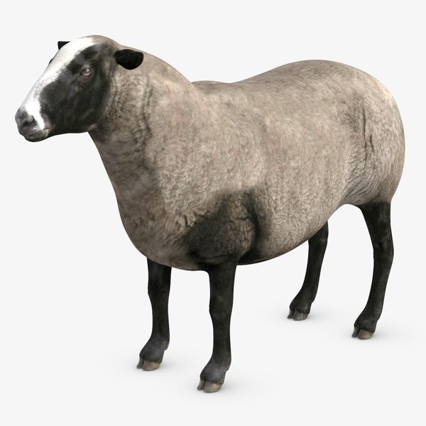 3D Sheep Models | TurboSquid
