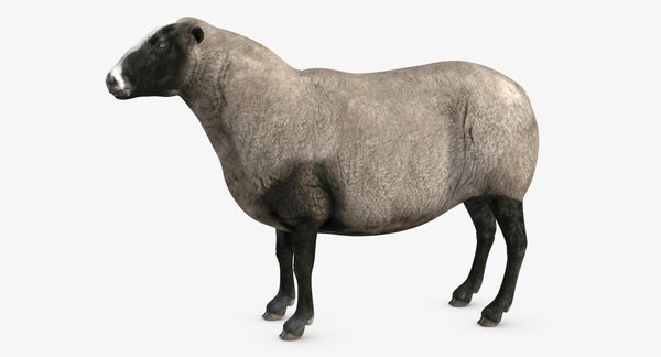 3d 3ds sheep