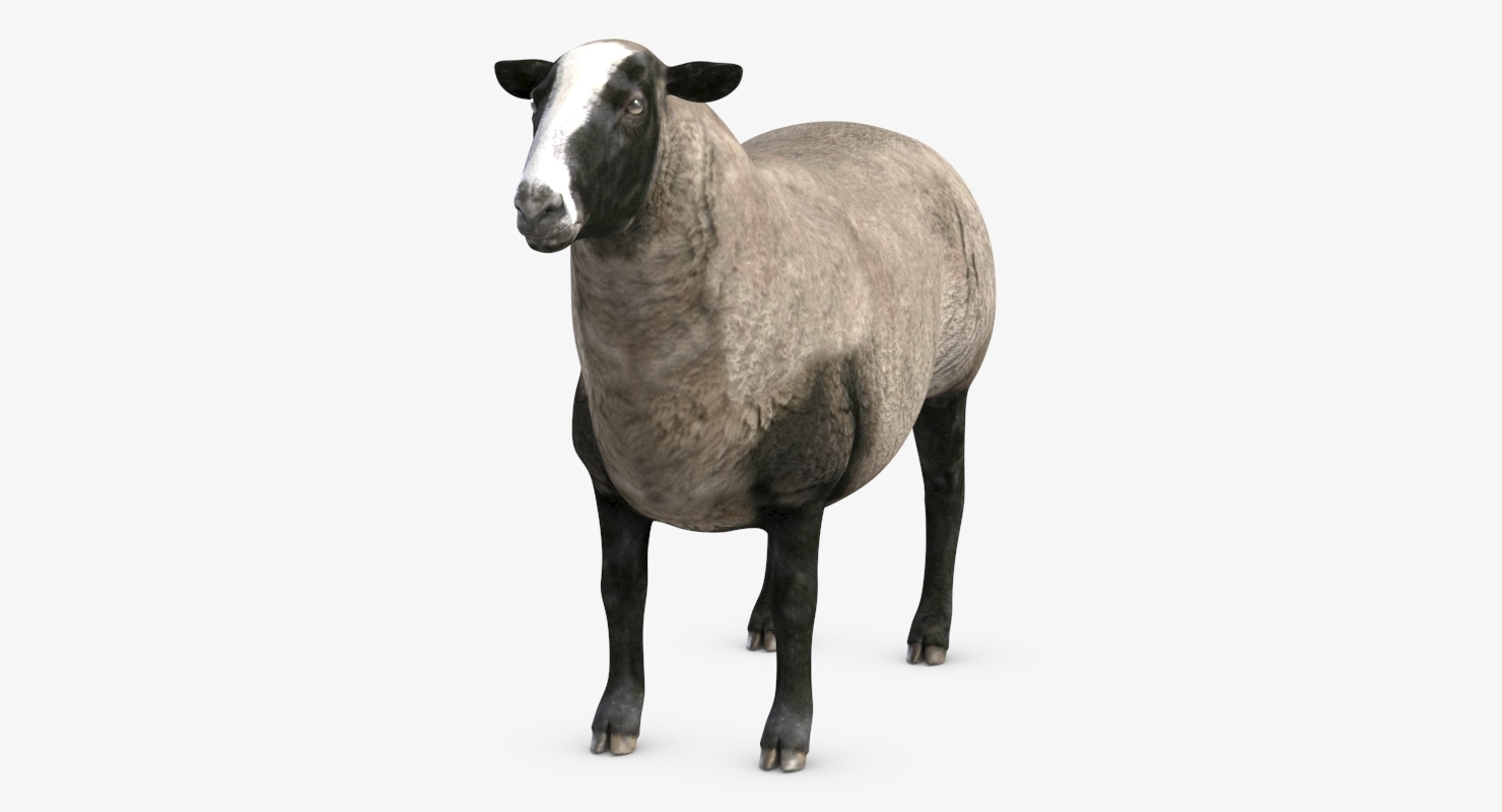 3d 3ds sheep