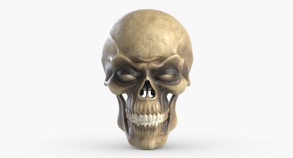 3d skull jaw teeths model