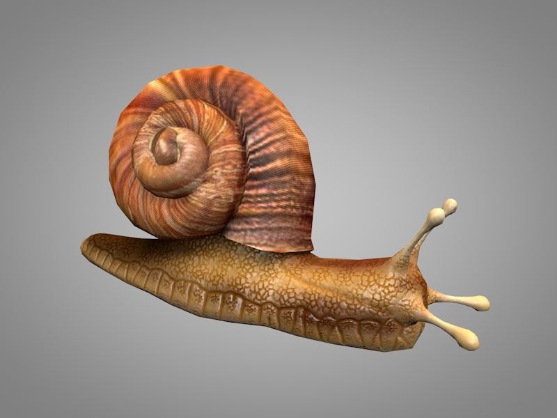 Caracol 3D Modelos para Descargar | TurboSquid