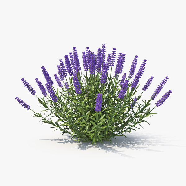 3D Lavender Models | TurboSquid