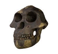 Skulls australopithecus robustus 3D model - TurboSquid 1331610