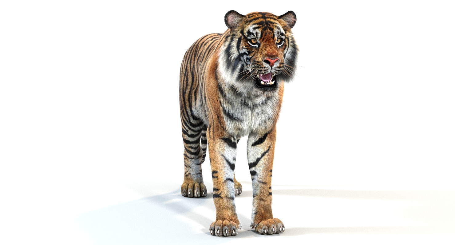 3D sumatran tiger fur colors - TurboSquid 1170597