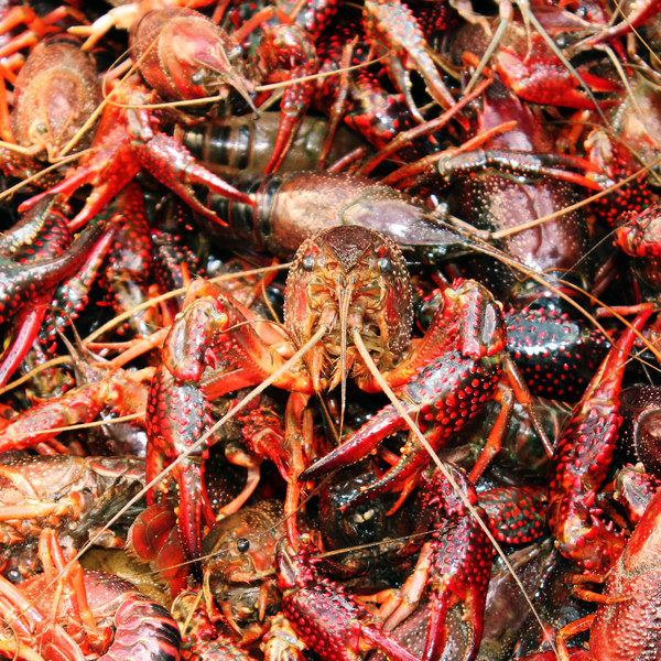 Stock JPEG crawfish louisiana