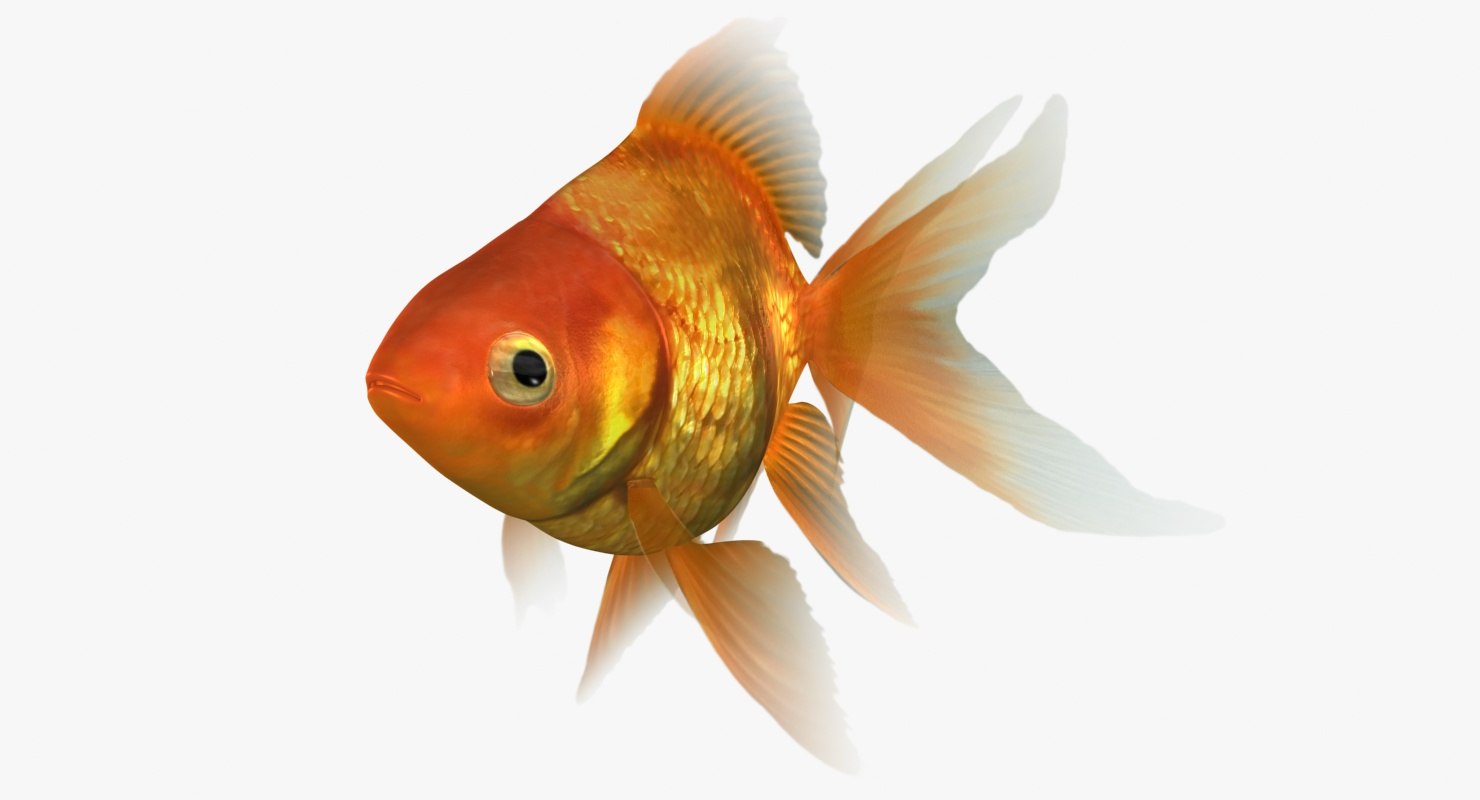 3D ryukin goldfish rigged scanline model - TurboSquid 1164593