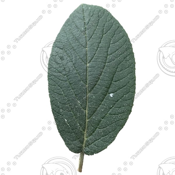 Texture TIFF leaf alpha trees