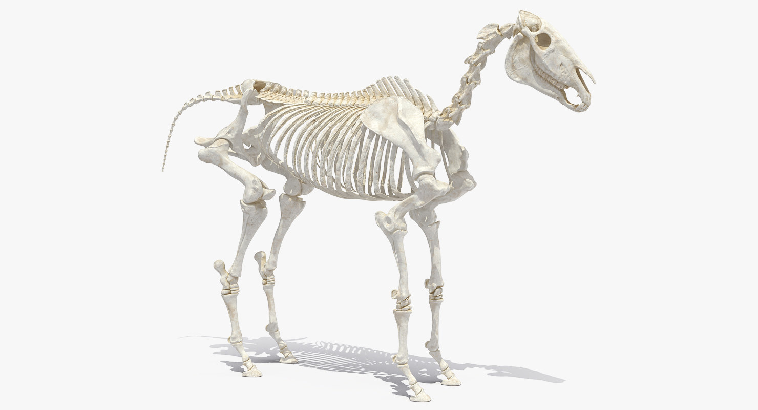 modèle 3D de Squelette de cheval - TurboSquid 1334042
