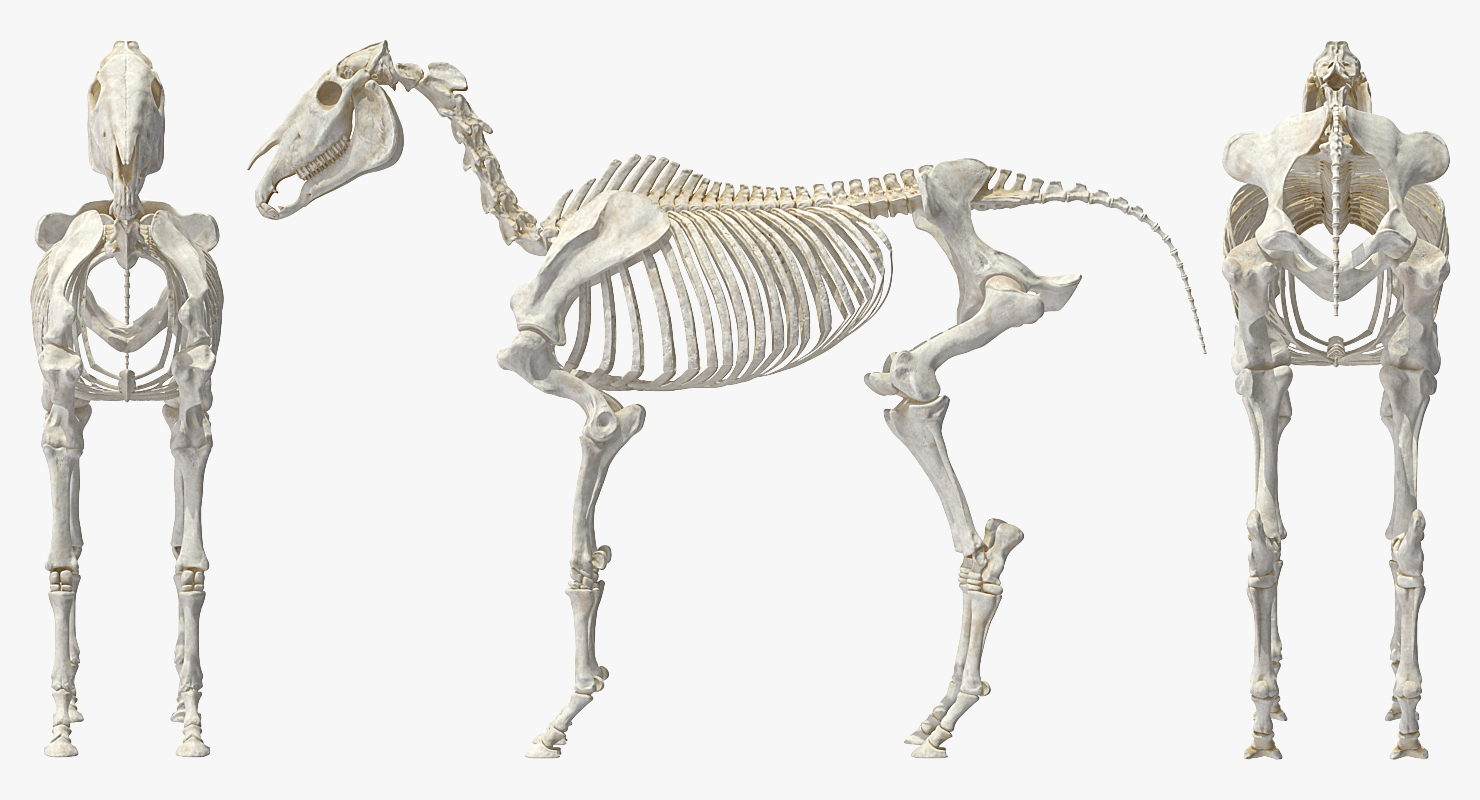 3D model horse skeleton - TurboSquid 1334042