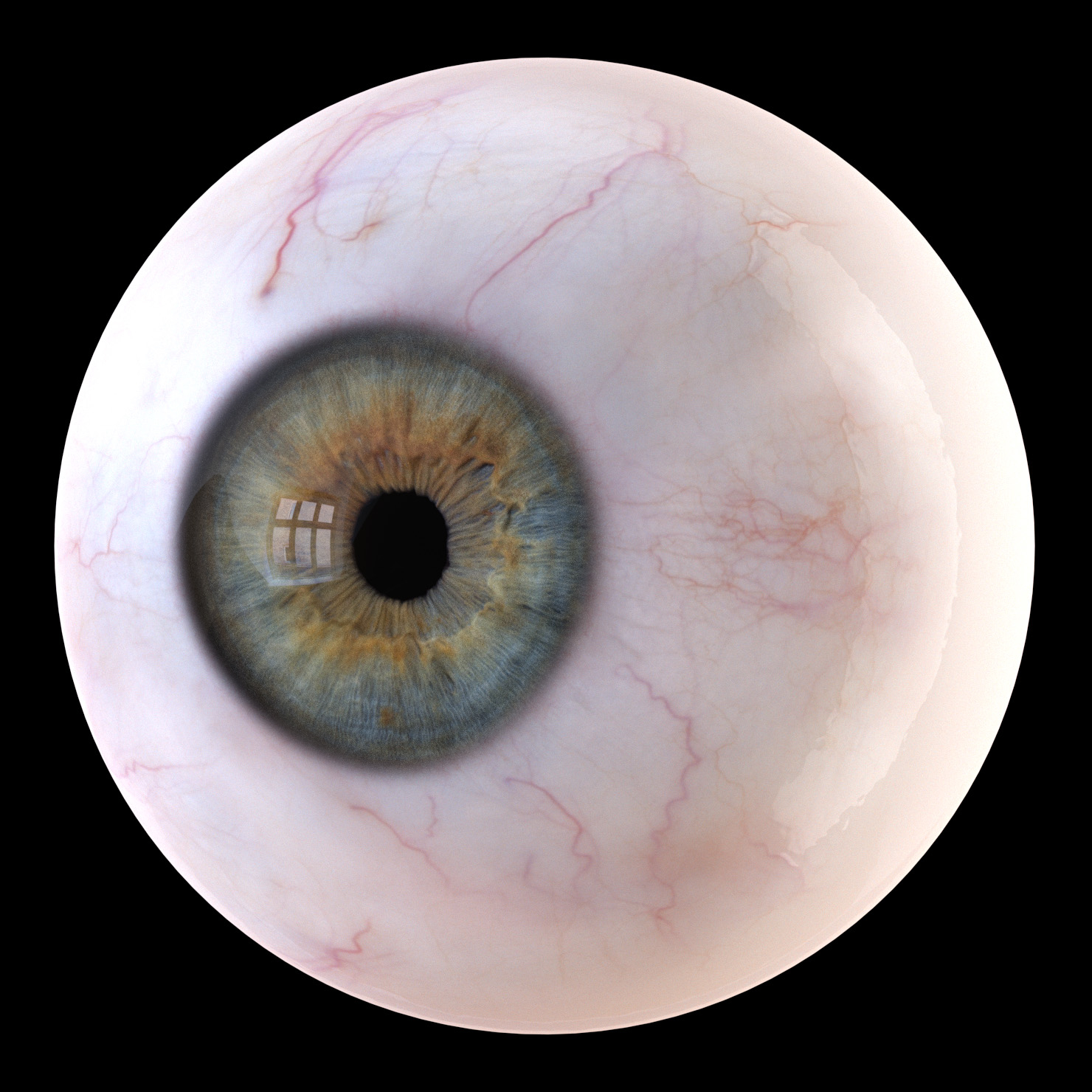 3D iris anatomy eye pupil model - TurboSquid 1324368