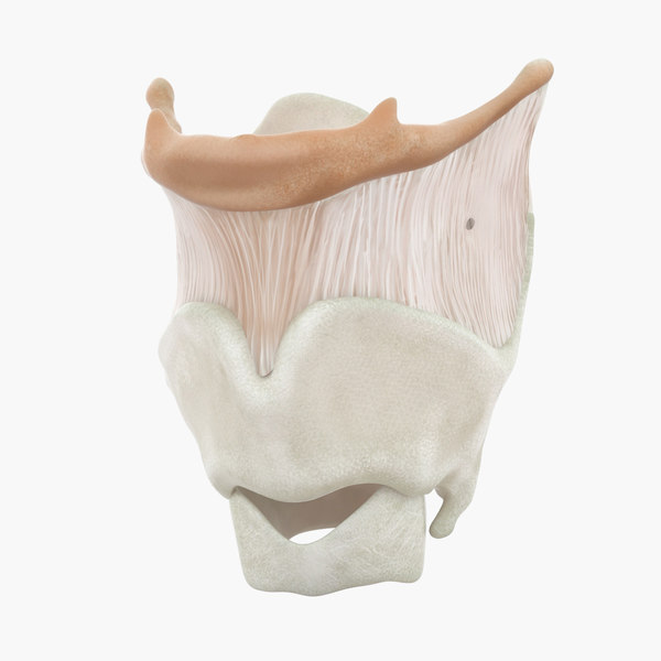 medically human larynx 3d model