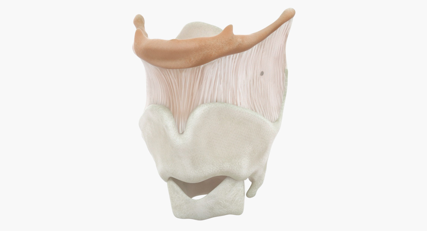 3D model human larynx - TurboSquid 1176404