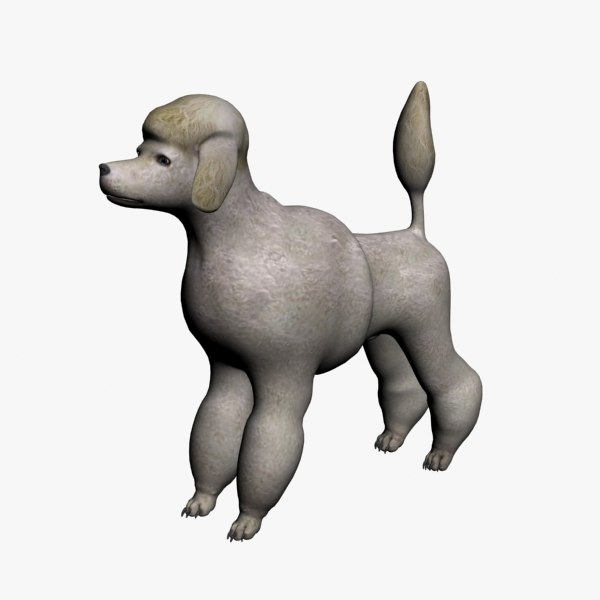 3D poodle - TurboSquid 1335335