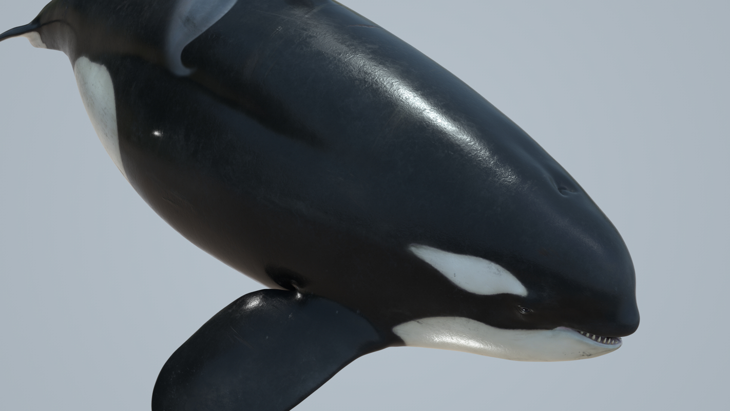 Killer whale orca rigged 3D model - TurboSquid 1336156