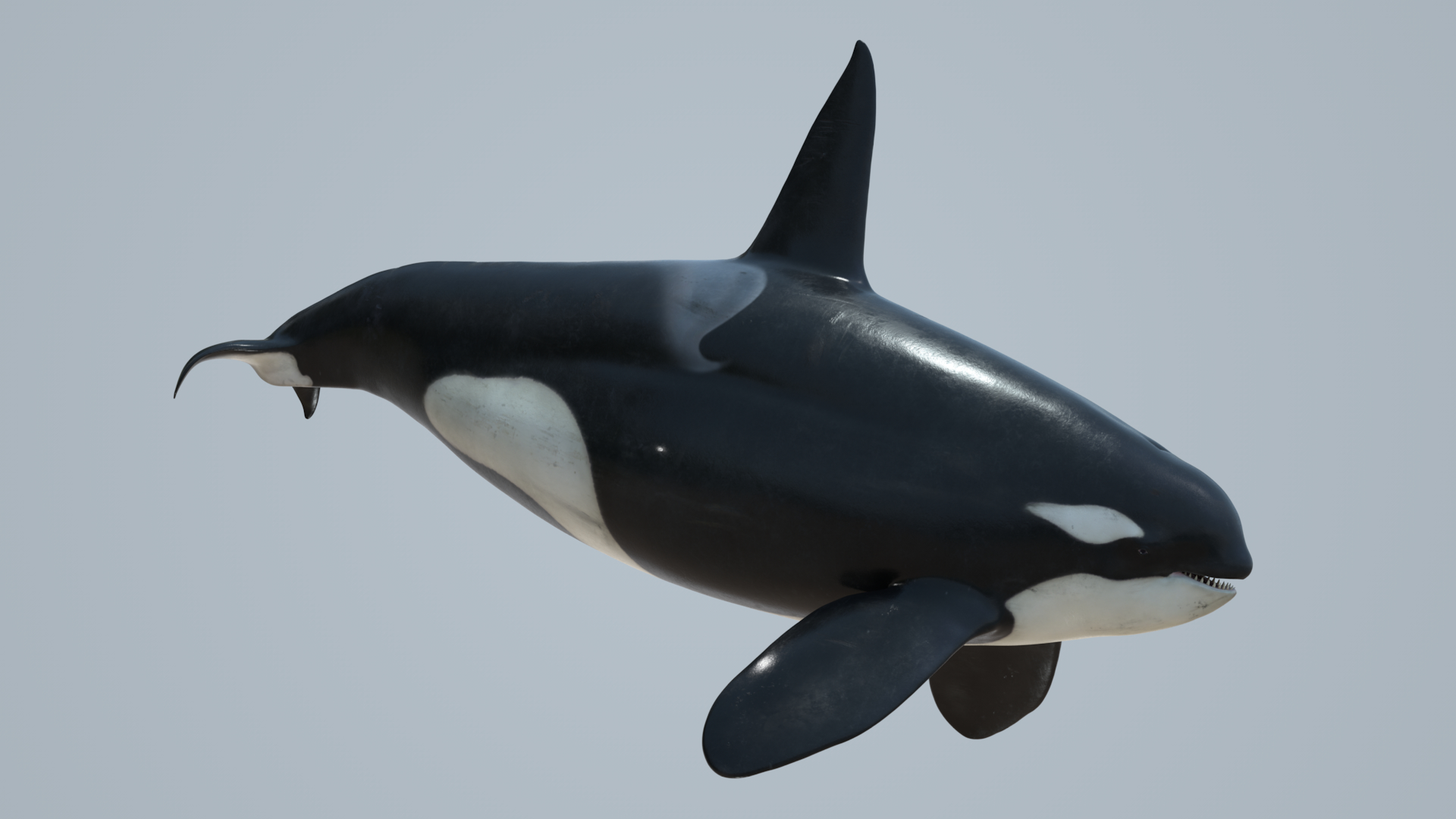 Killer whale orca rigged 3D model - TurboSquid 1336156
