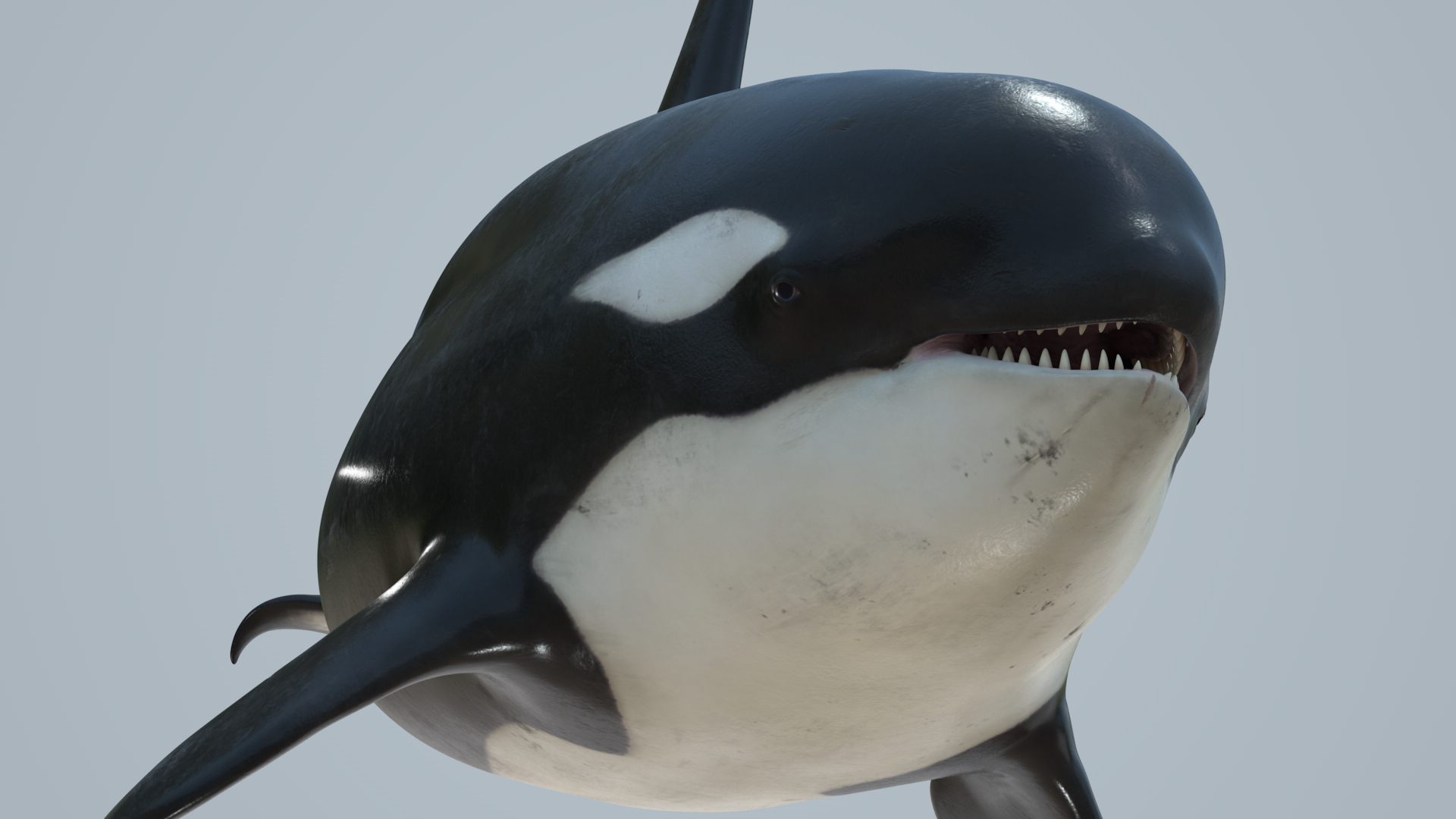 Killer whale orca rigged 3D model - TurboSquid 1336156