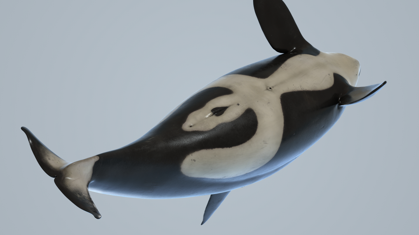 Killer whale orca rigged 3D model - TurboSquid 1336156