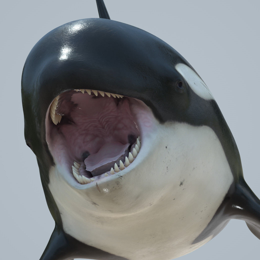 Killer whale orca rigged 3D model - TurboSquid 1336156