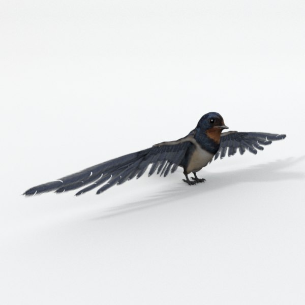 3D Swallow Models | TurboSquid