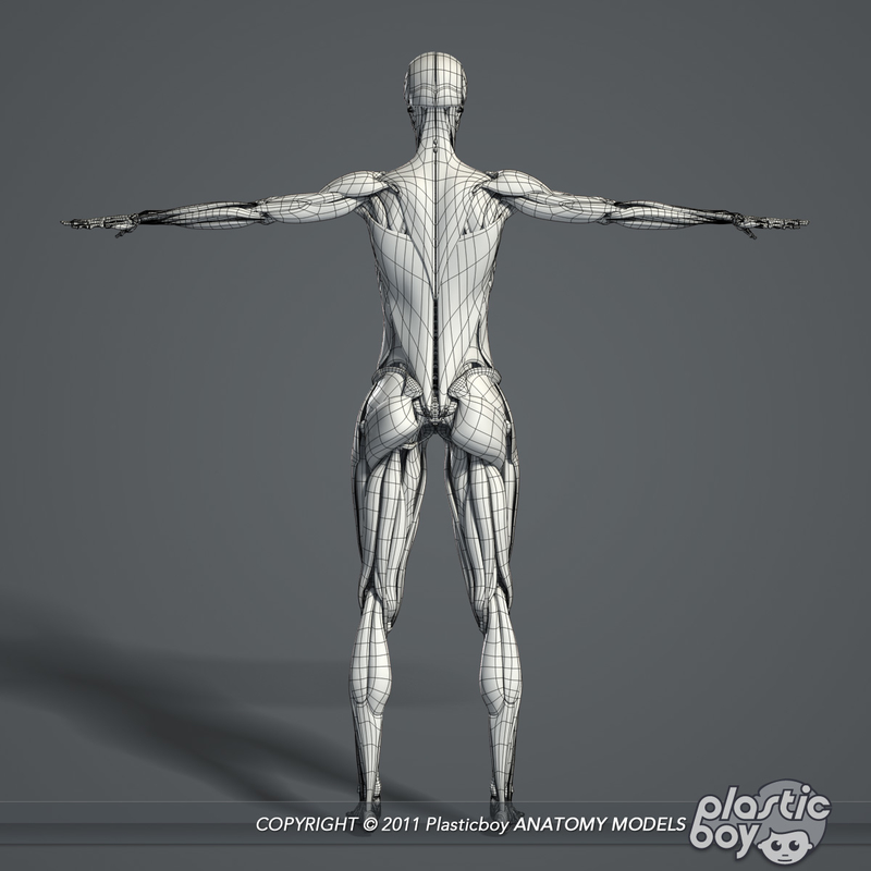 3D rigged female body muscular - TurboSquid 1333238